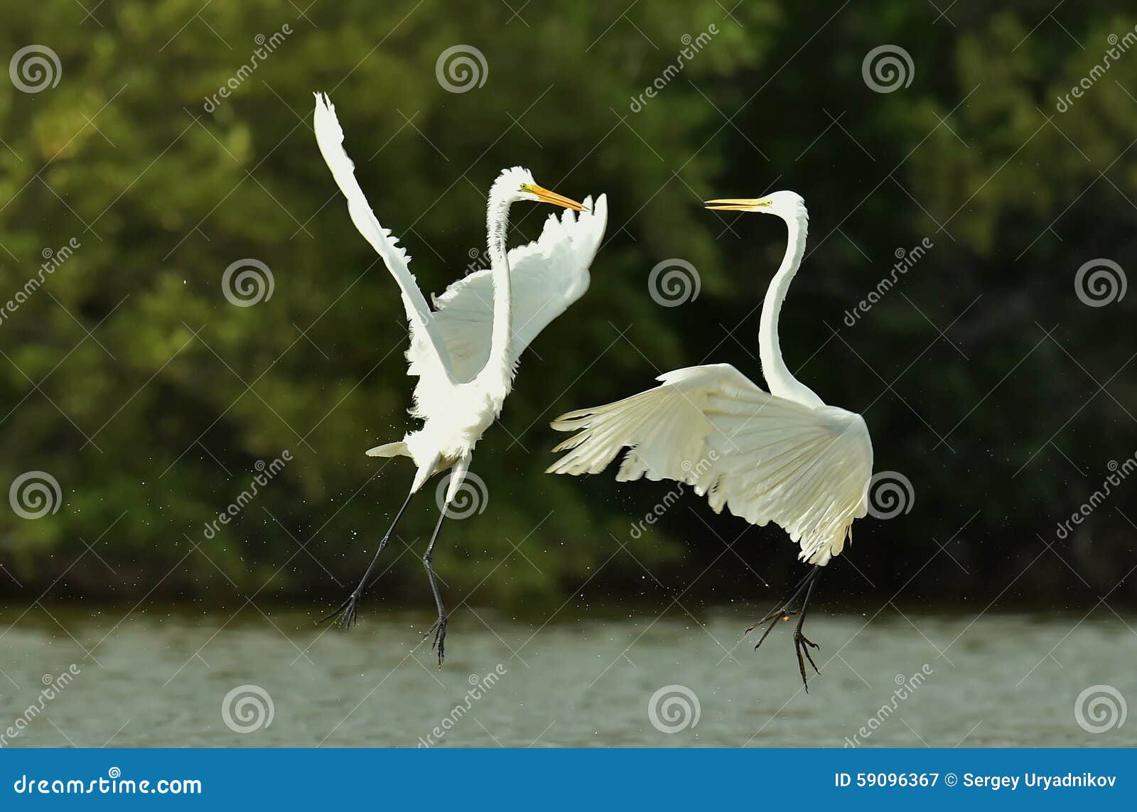 Great Egrets Stock Photo | CartoonDealer.com #36360600