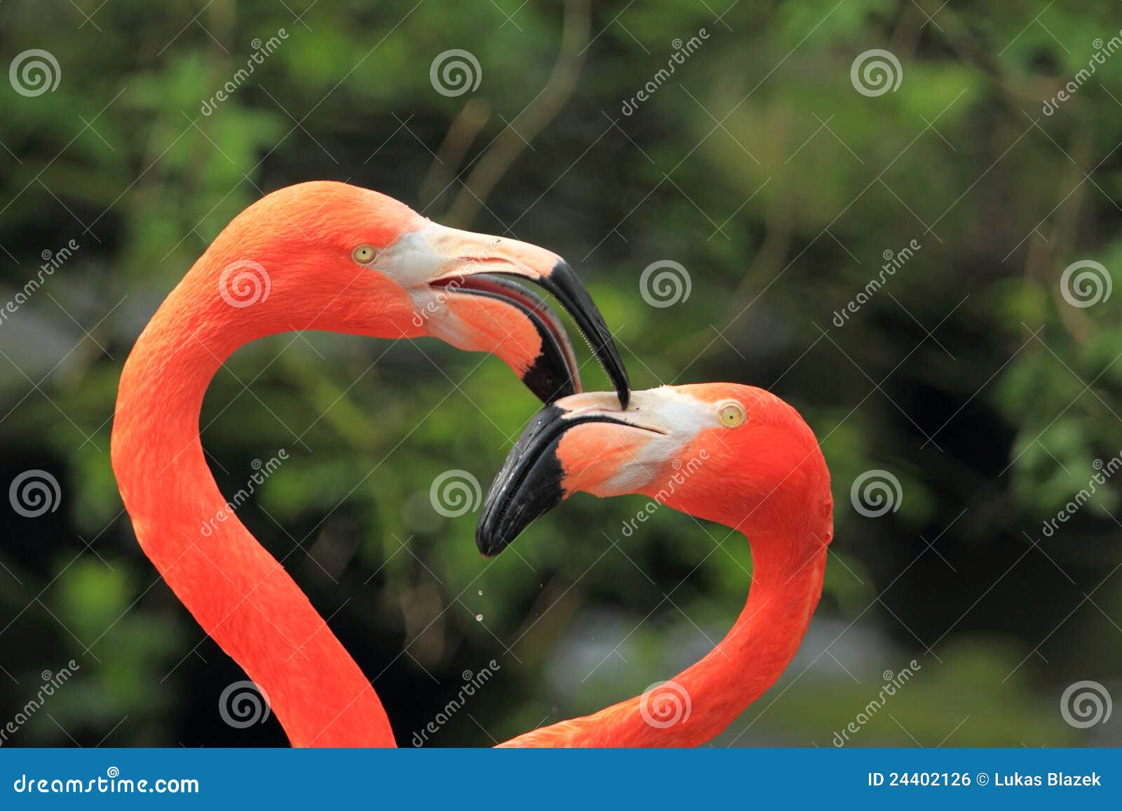 Fighting greater flamingos stock photo. Image of flamingo - 24402126
