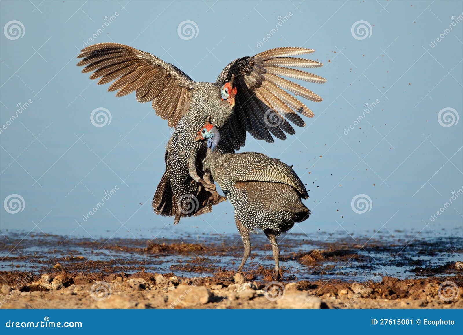 Fighting Helmeted Guineafowl Stock Image - Image of african, nature ...