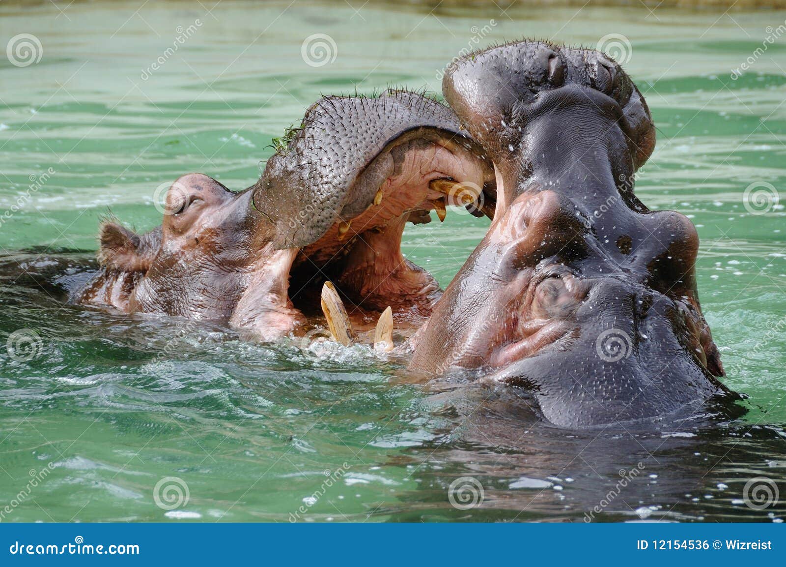 Fighting Hippos stock photo. Image of african, wildlife - 12154536