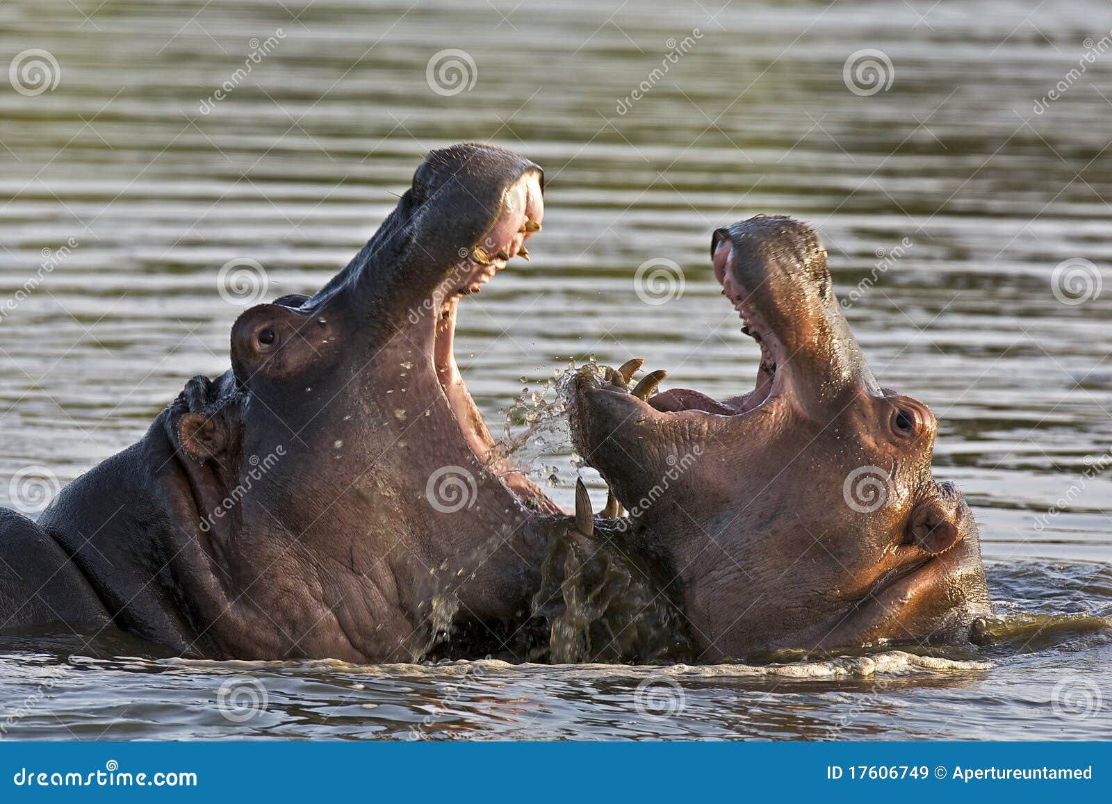 Fighting hippos stock image. Image of tusk, african, youngster - 17606749