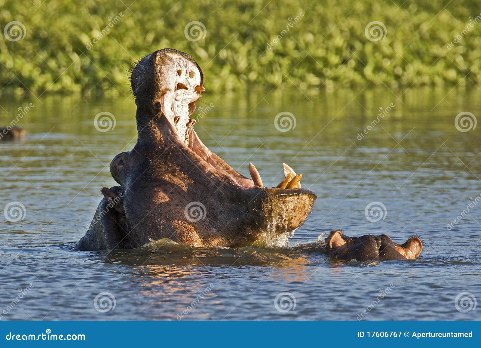 Fighting hippos stock image. Image of male, wildlife - 17606767