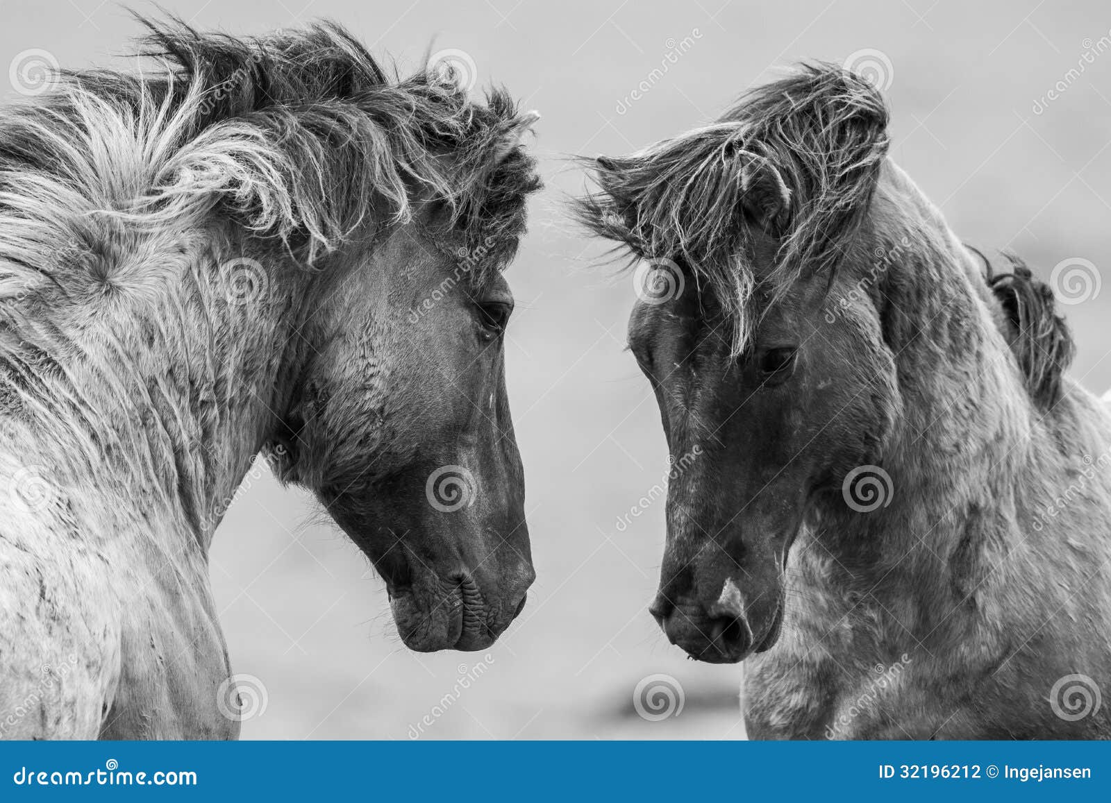 Fighting horses stock photo. Image of natural, meadow - 32196212