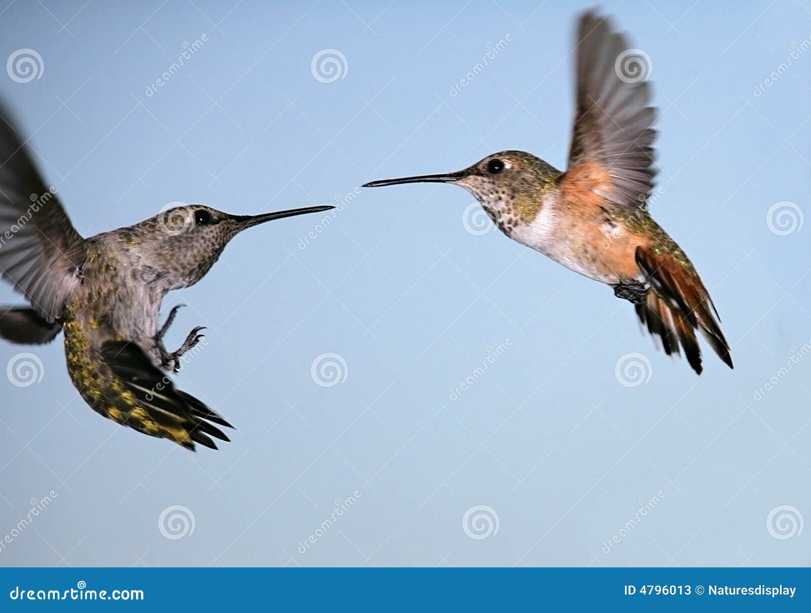 Fighting hummingbirds stock image. Image of animals, wings - 4796013
