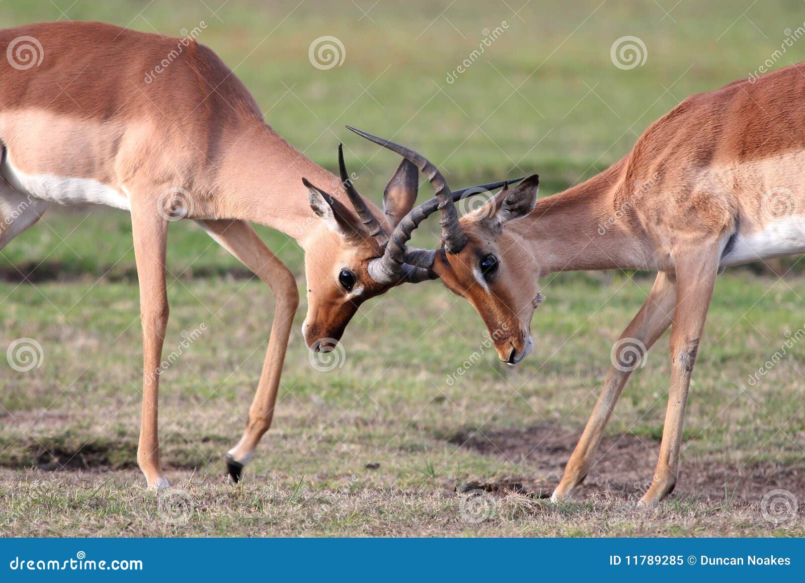 Fighting Impala Antelope stock image. Image of animal - 11789285
