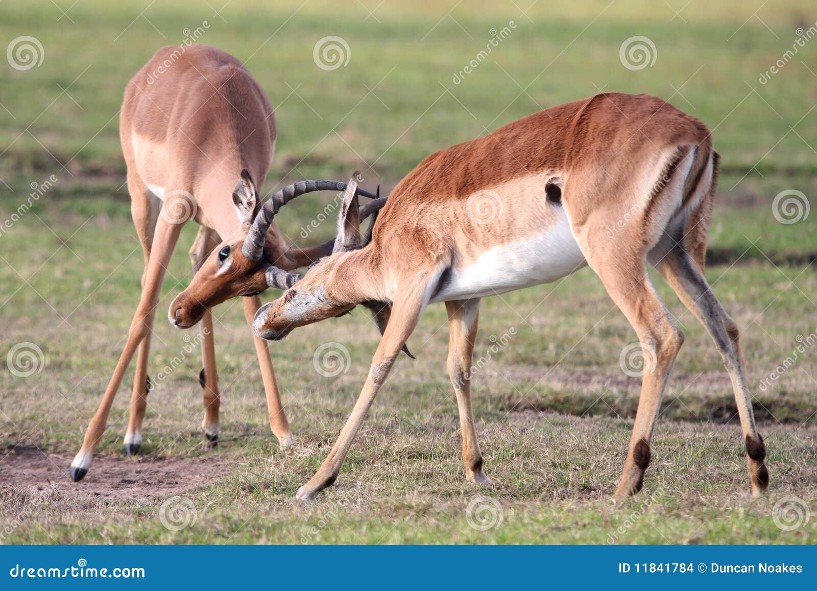 Fighting Impala Antelope stock photo. Image of season - 11841784