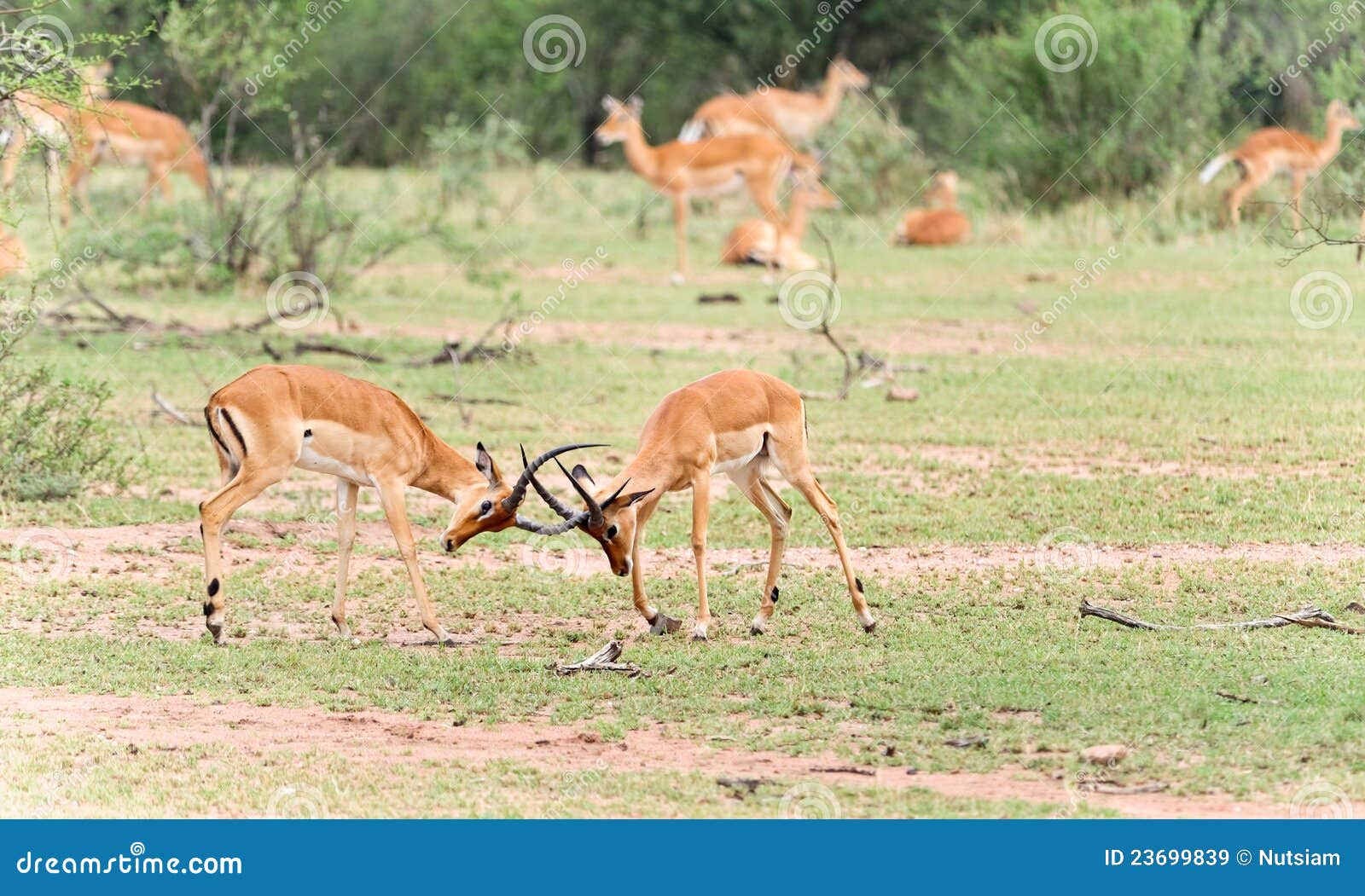 Fighting Impala Antelope stock image. Image of heads - 23699839