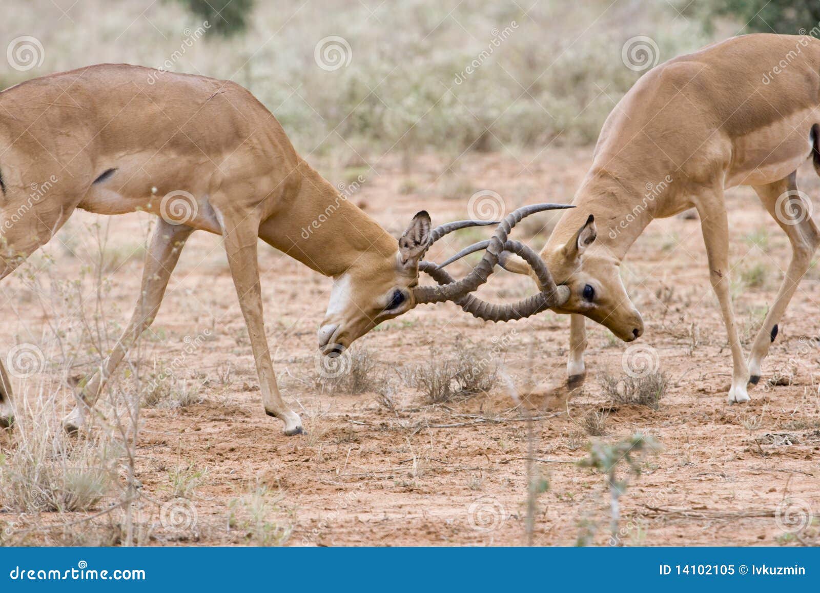 Fighting impala males. stock image. Image of aepyceros - 14102105