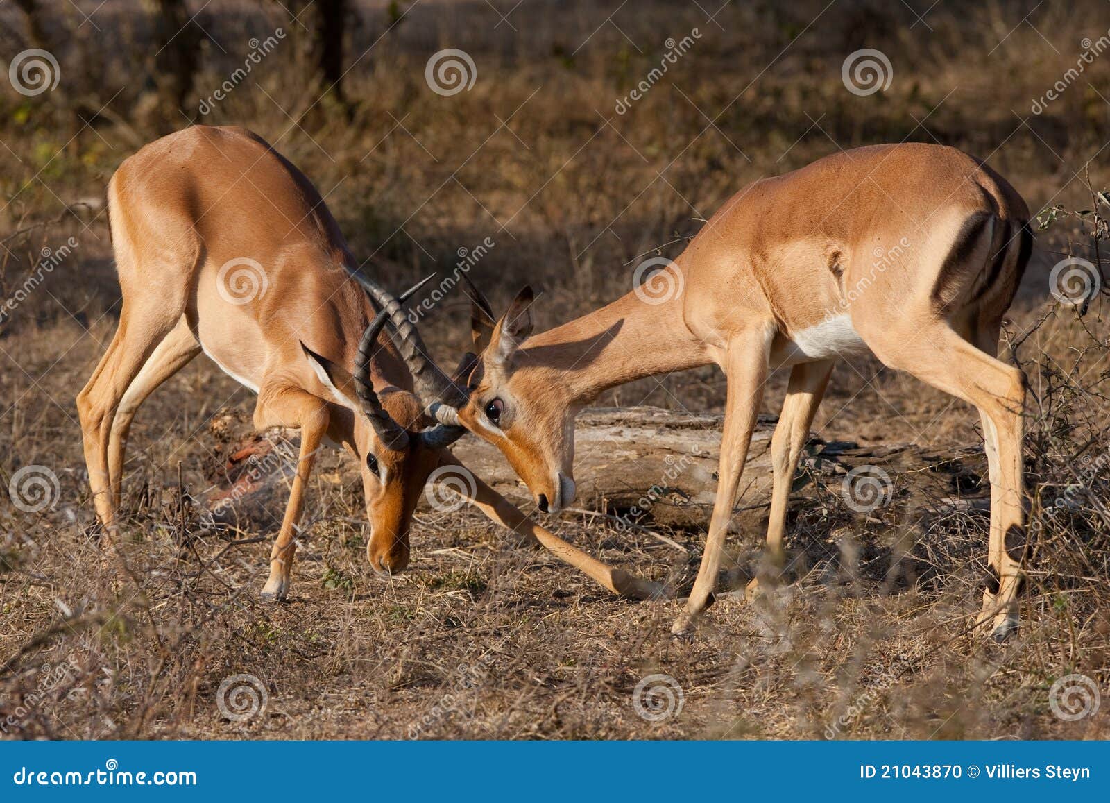 Fighting impalas stock photo. Image of animals, nature - 21043870