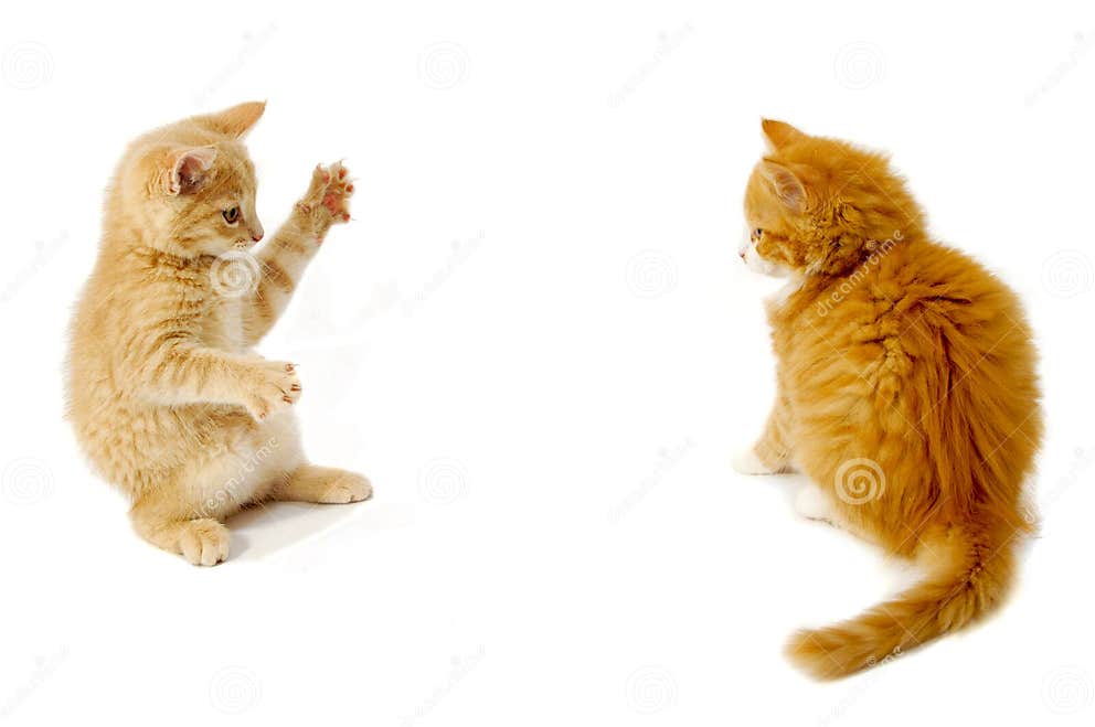 Fighting kittens stock image. Image of fauna, feline - 13667239