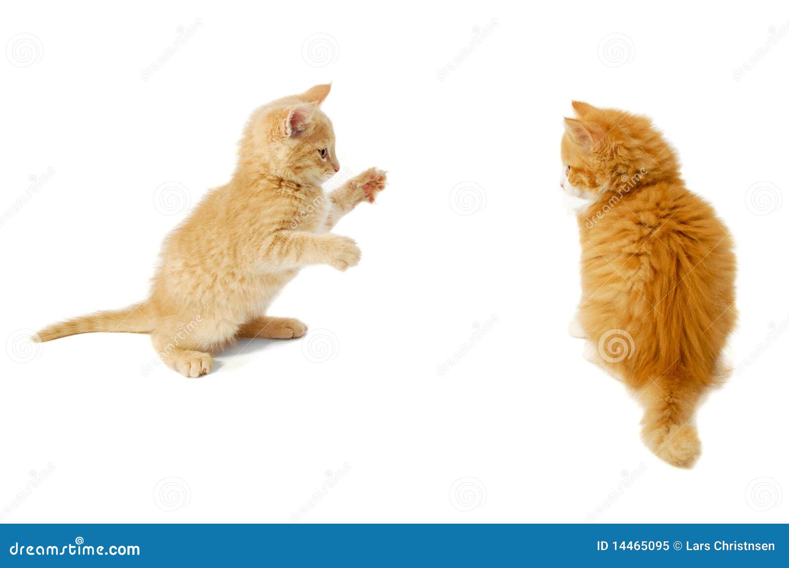 Fighting kittens stock image. Image of background, motion - 14465095