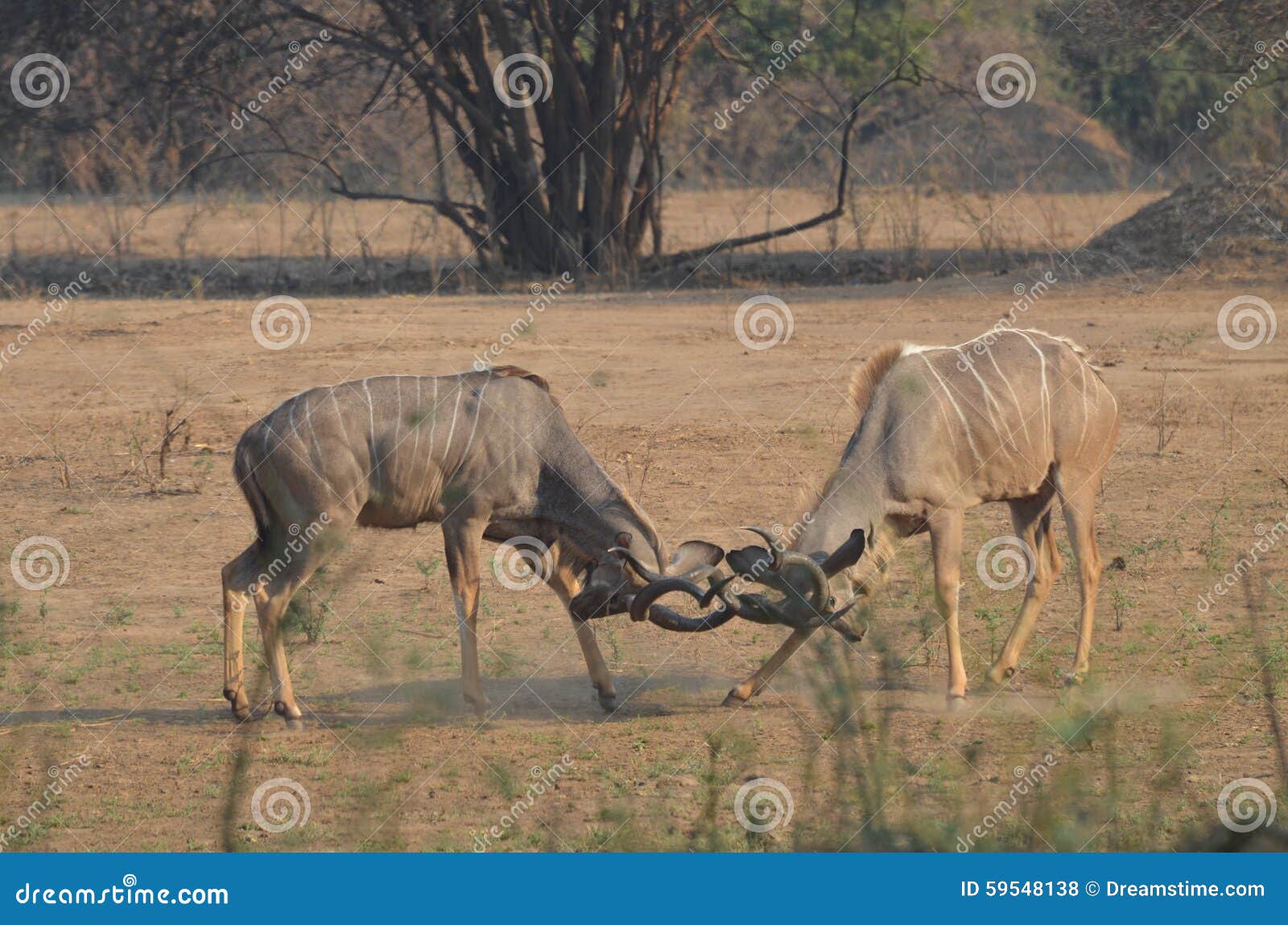 Fighting kudu stock photo. Image of pools, right, kudus - 59548138