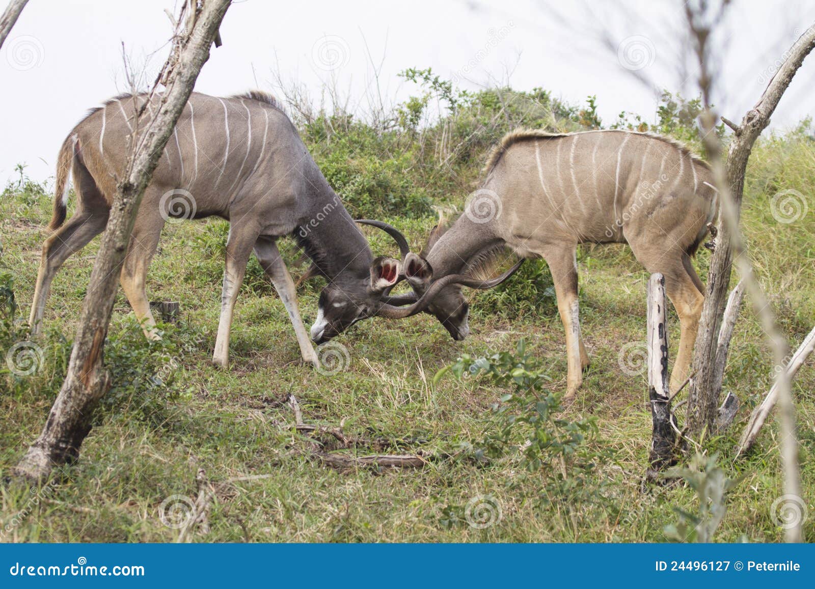 Fighting Kudus stock image. Image of fight, wildlife - 24496127