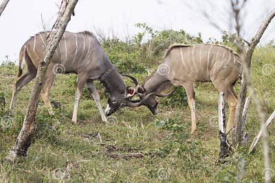 Fighting Kudus stock image. Image of fight, wildlife - 24496127