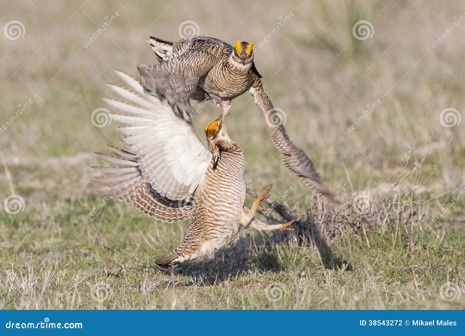 Fighting Lesser Prairie Chicken Stock Photo - Image of beak ...