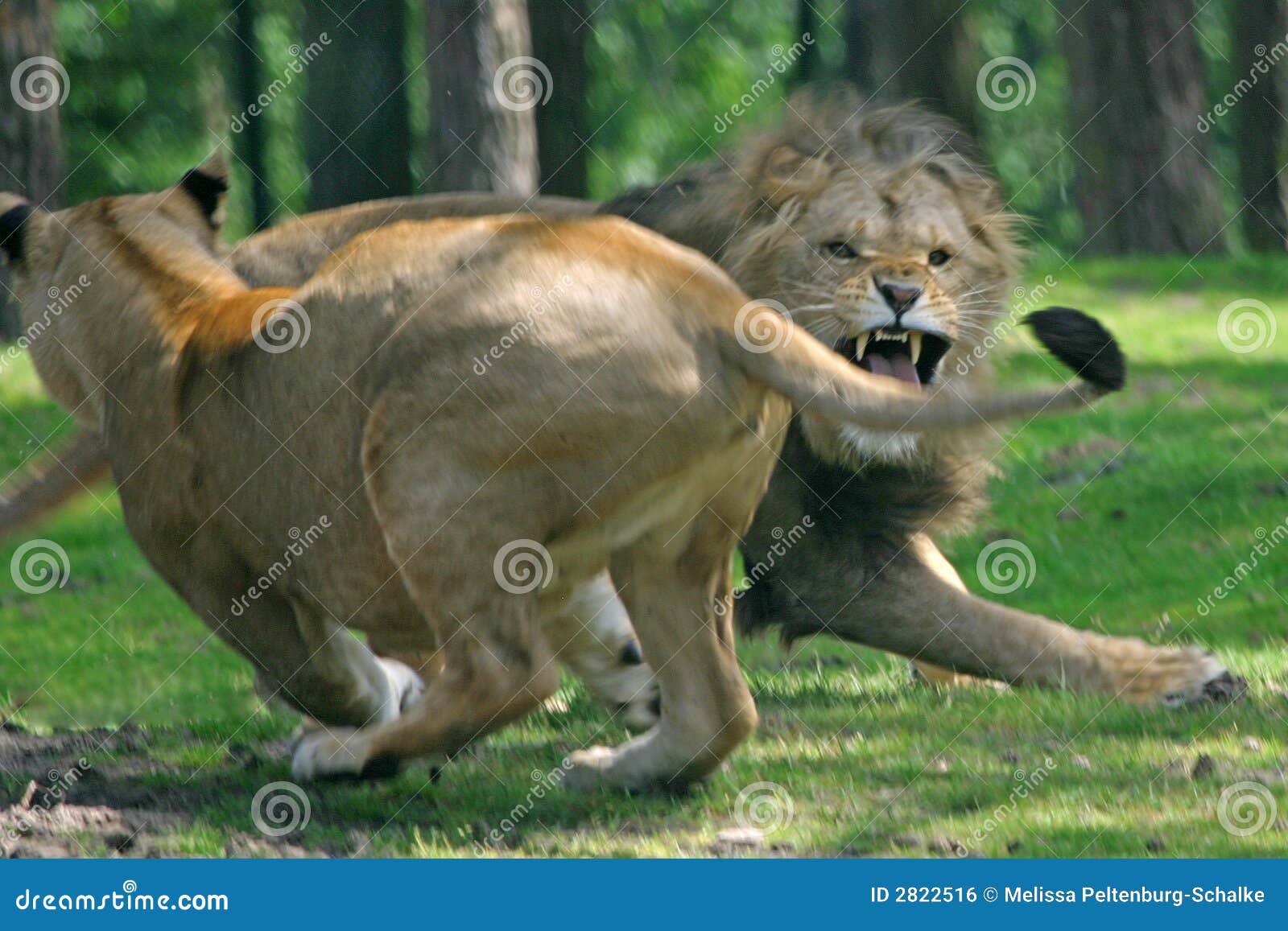 Fighting lions stock photo. Image of maine, carnivore - 2822516