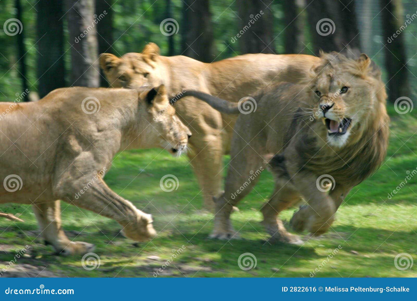 Fighting lions stock photo. Image of africa, carnivore - 2822616
