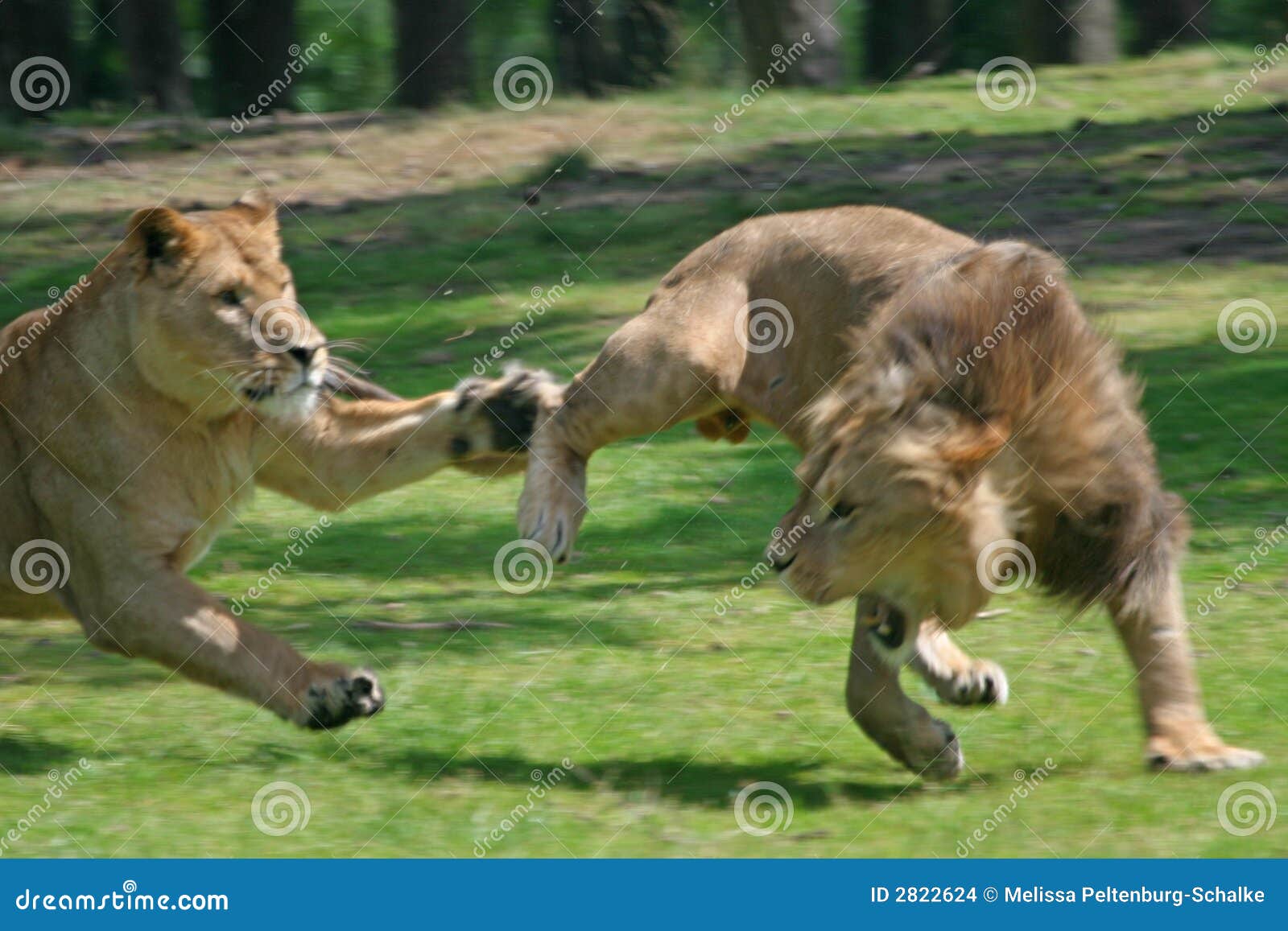 Fighting lions stock photo. Image of wildlife, fight, dominant - 2822624
