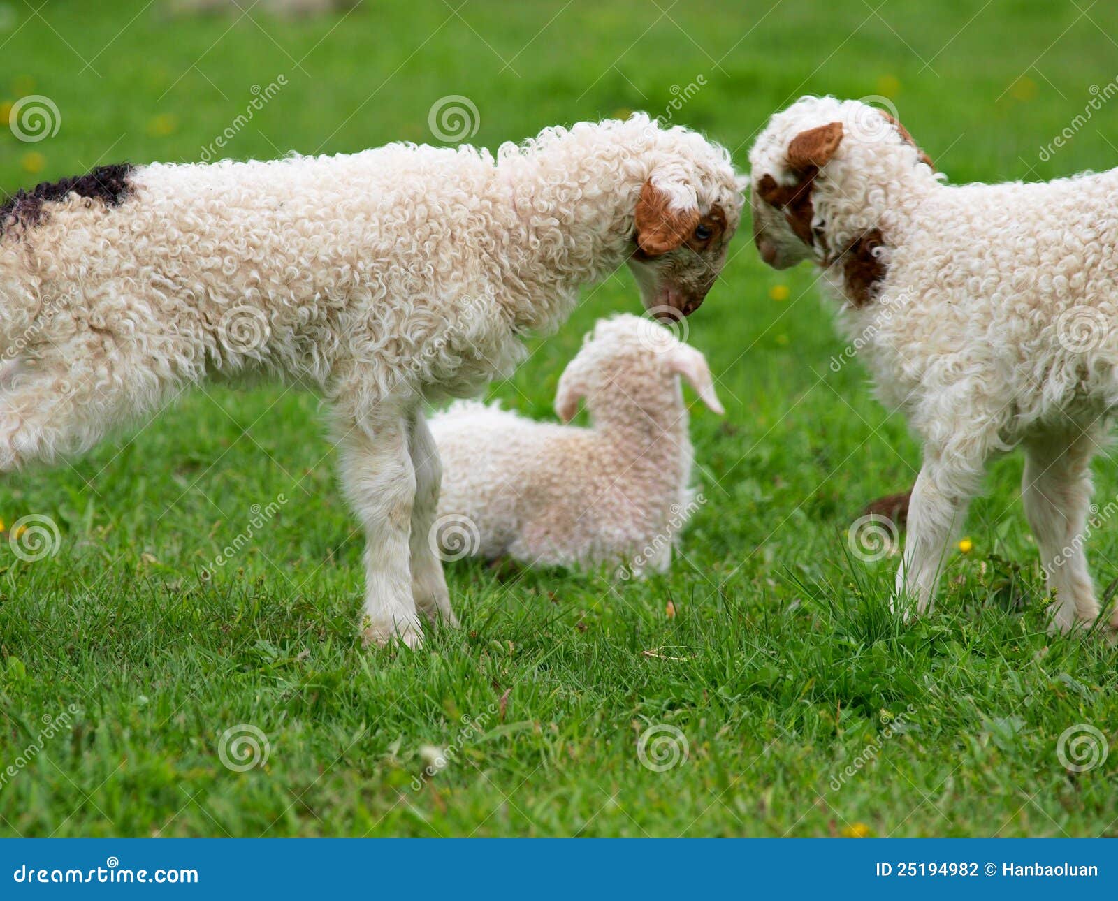 Fighting a little lamb stock photo. Image of eating, lamb - 25194982