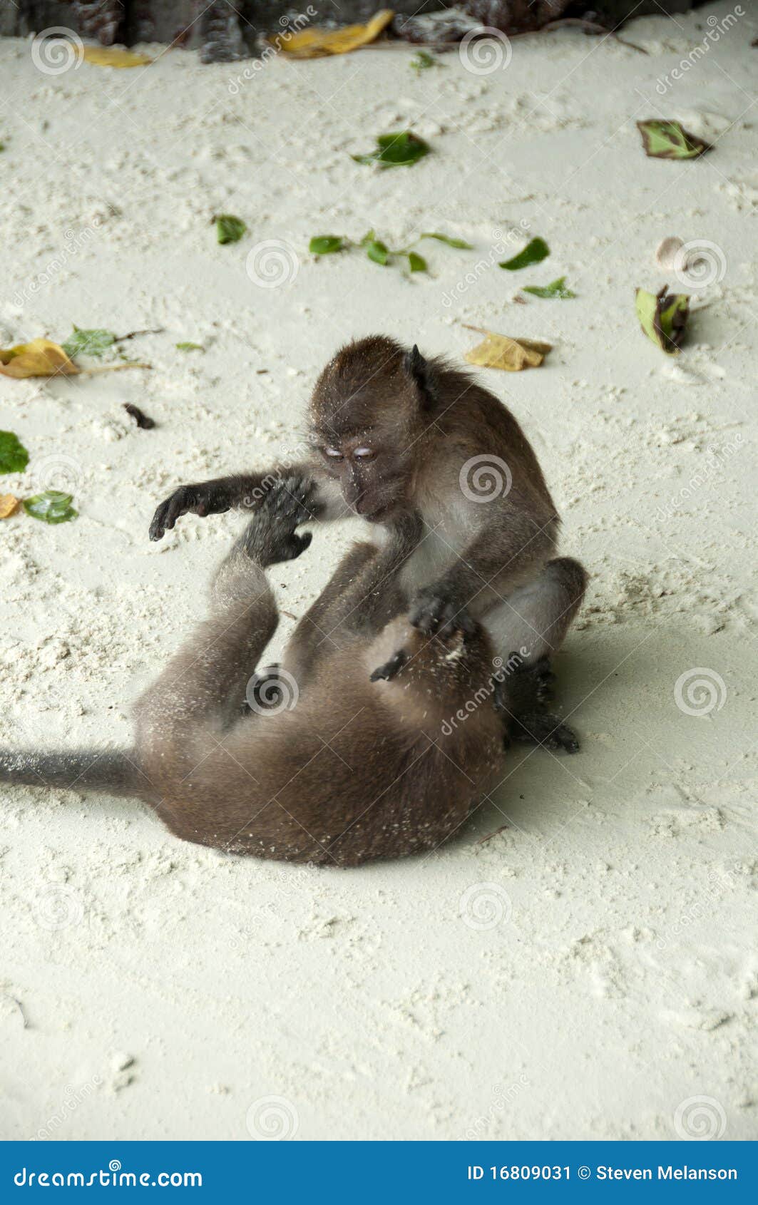 Fighting Monkey stock image. Image of sand, tropical - 16809031