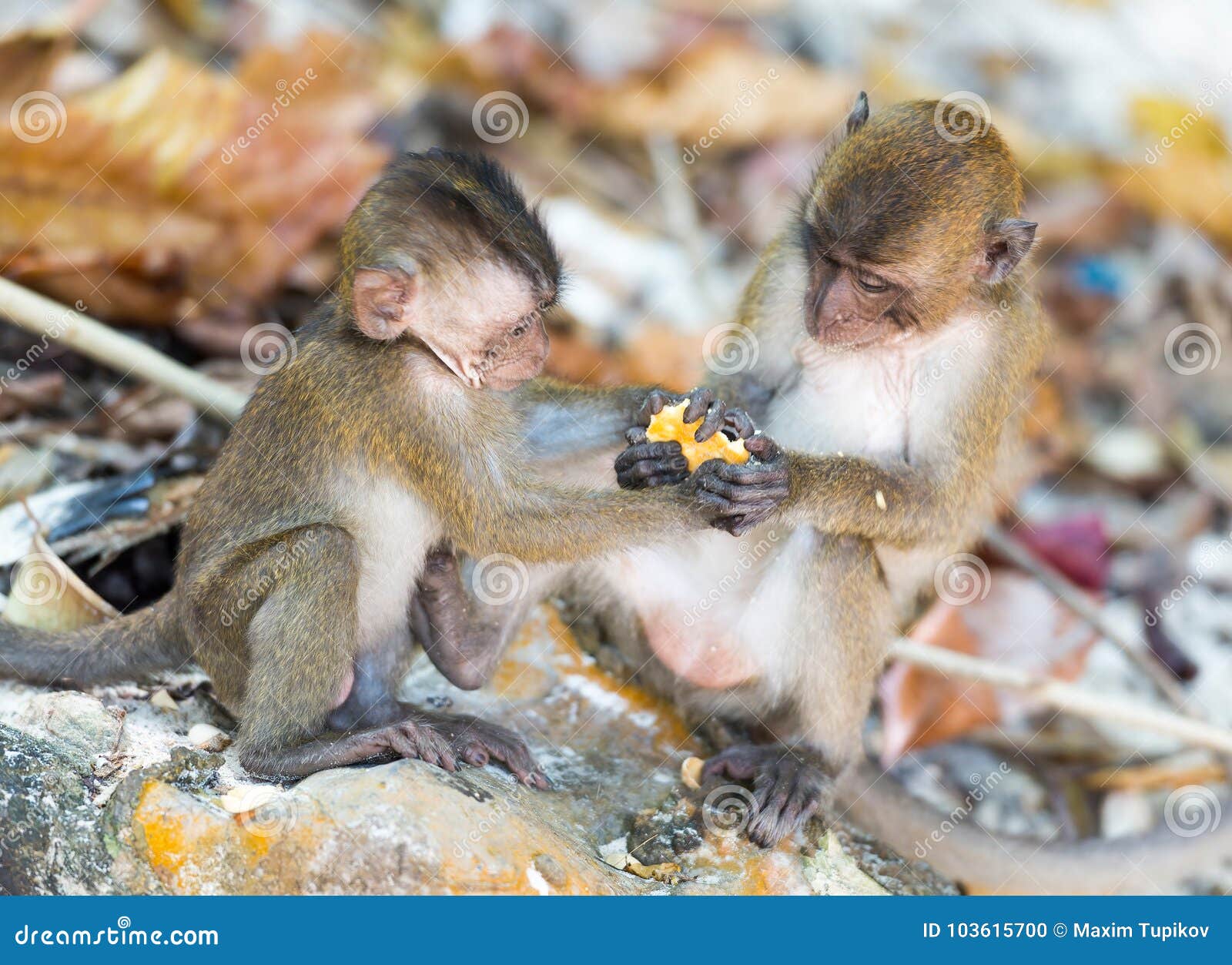 Fighting Monkey Cubs at the Monkey Beach of Phi Phi Island Stock Photo ...