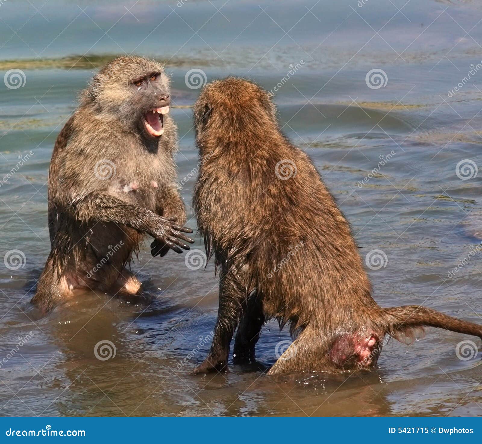 Fighting monkeys stock image. Image of jungle, fight, aggression - 5421715