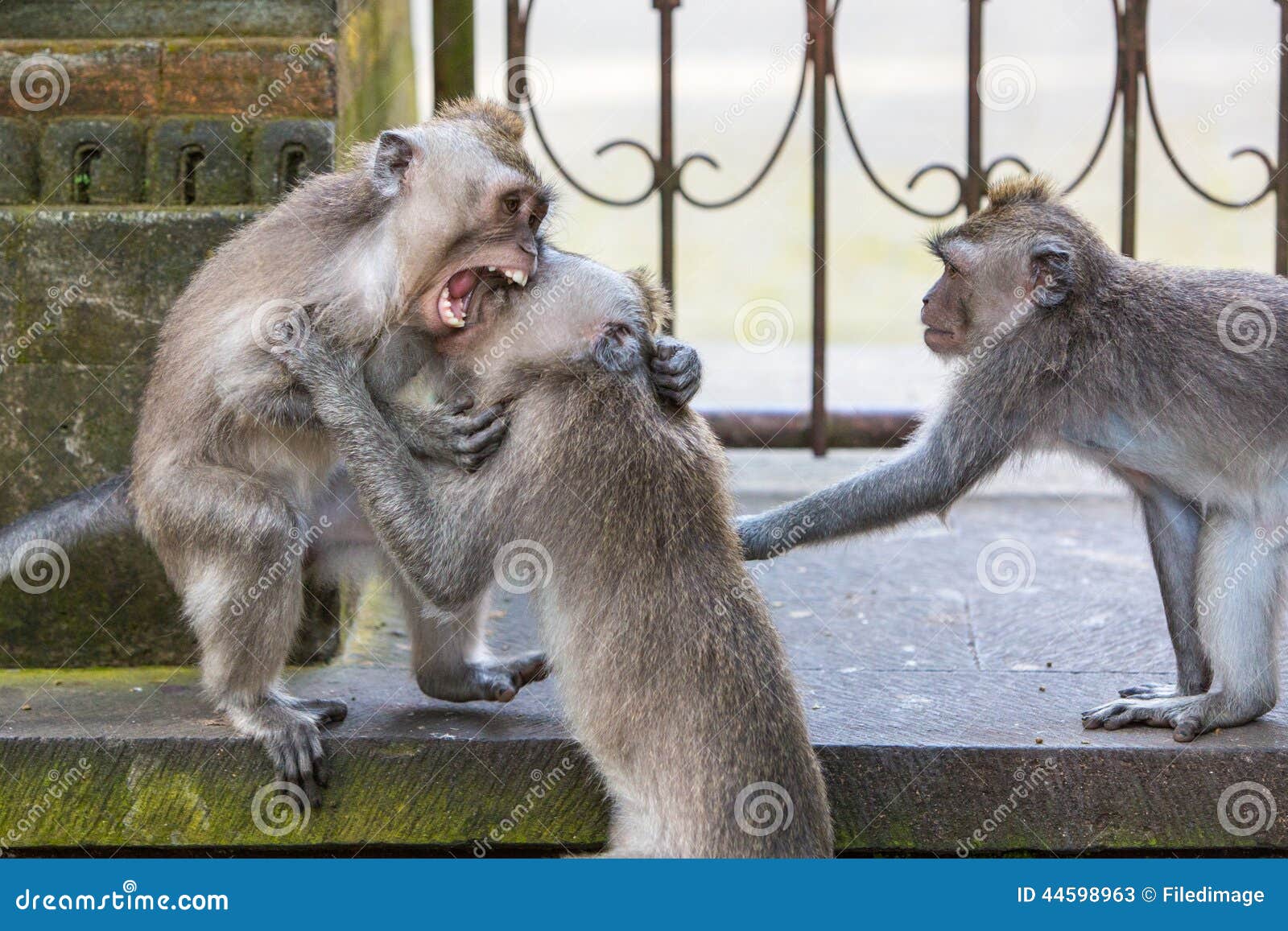 Fighting Monkeys stock image. Image of eating, nature - 44598963