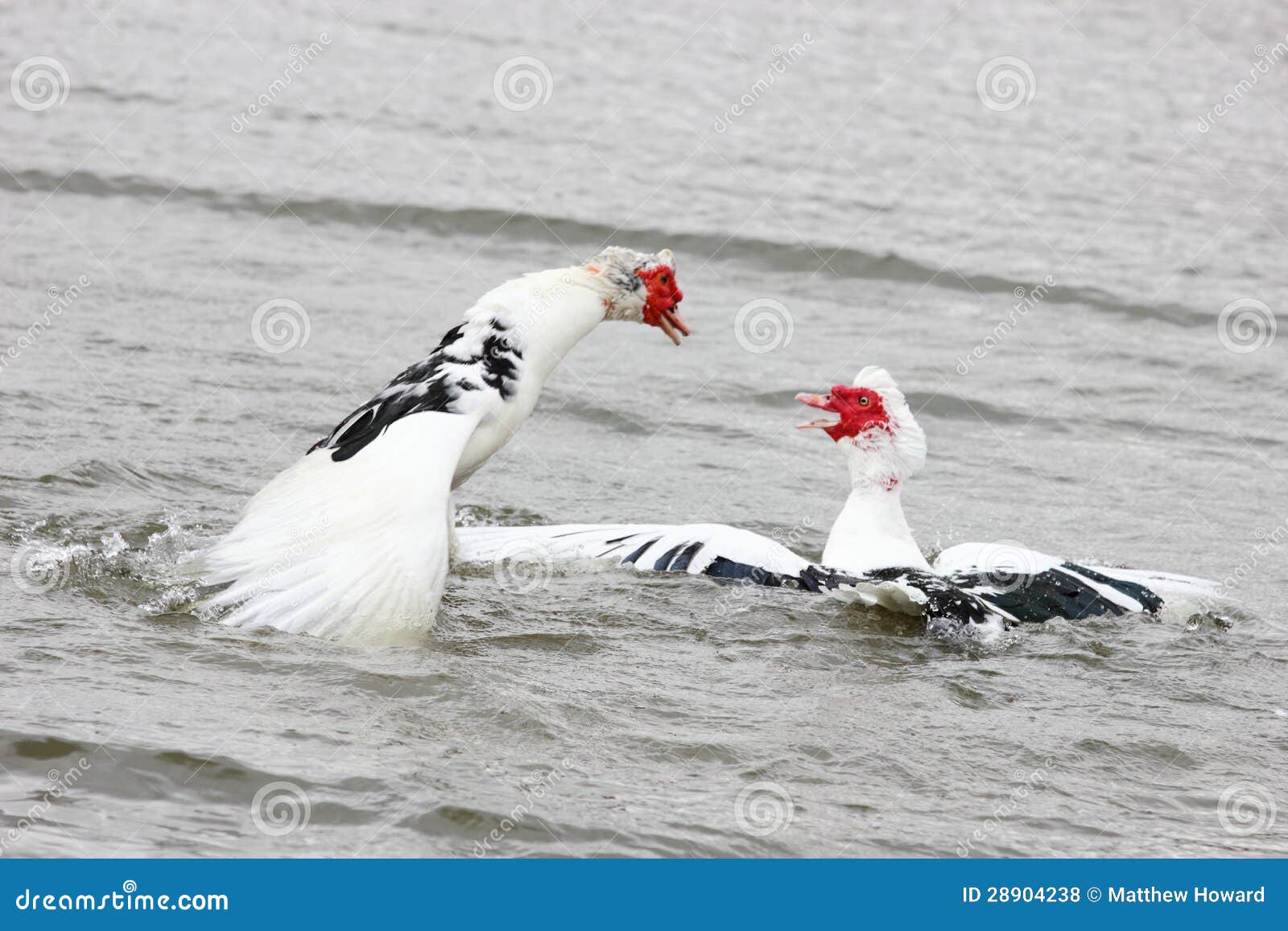 Fighting Muscovy Ducks stock photo. Image of waterfowl - 28904238