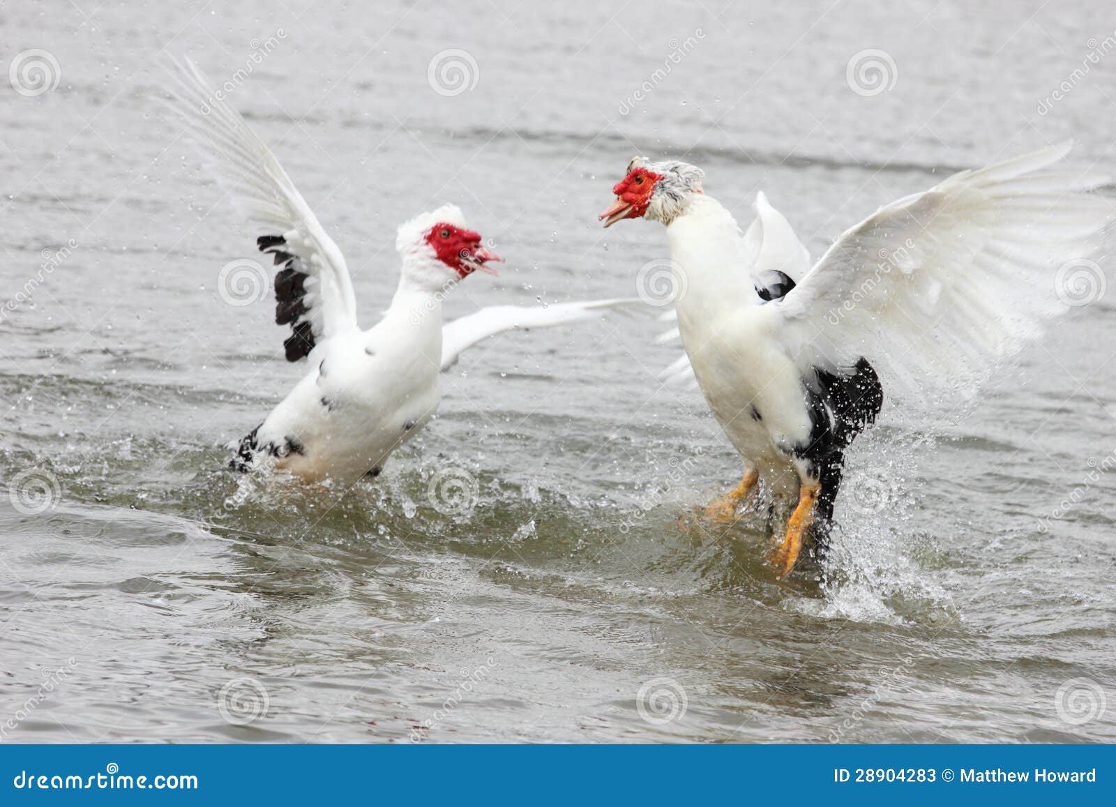 Fighting Muscovy Ducks stock image. Image of ducks, waterbird - 28904283