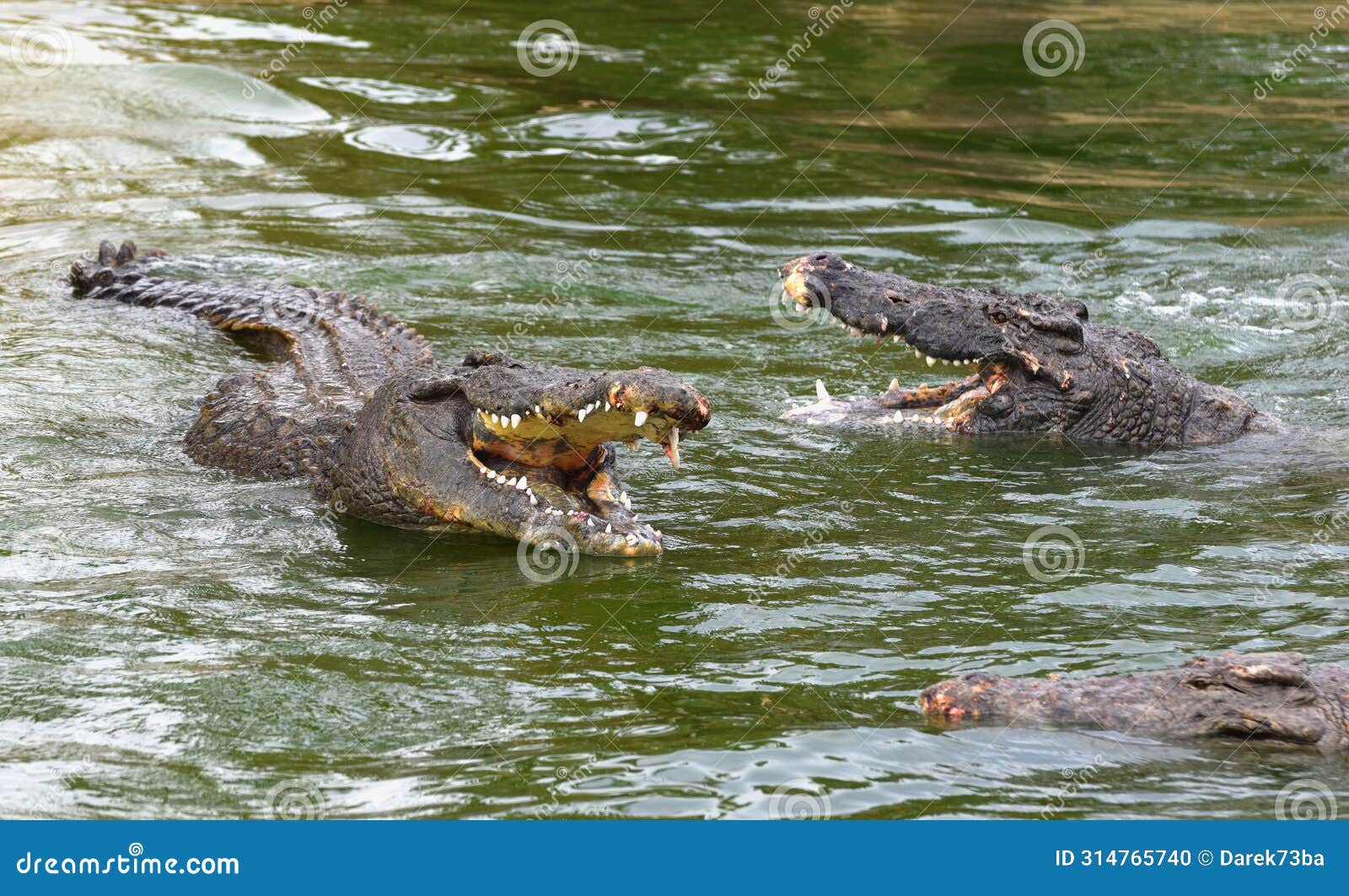 Fighting Of Crocodiles Royalty-Free Stock Image | CartoonDealer.com ...