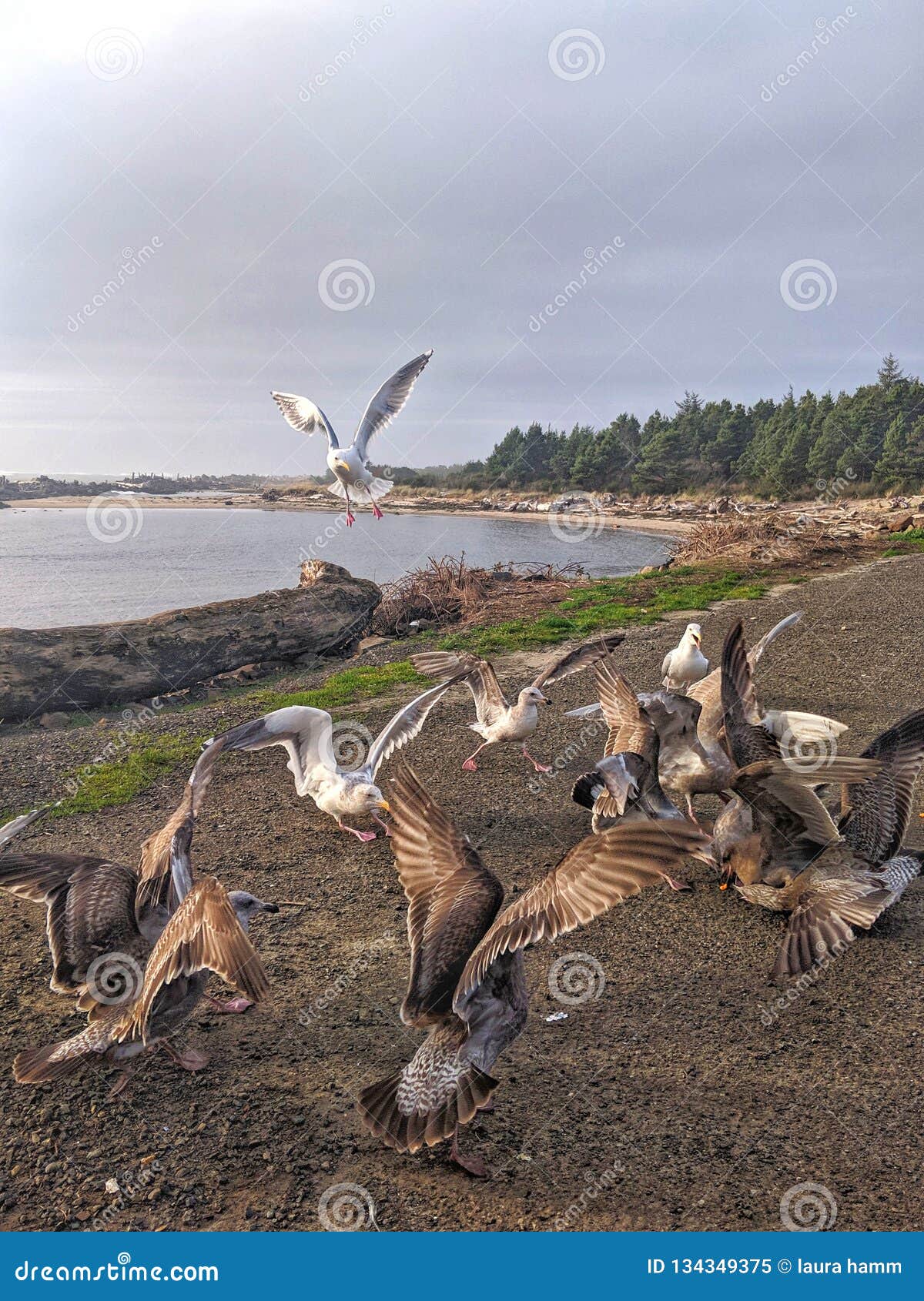 Bird fight stock image. Image of feathers, feedingtime - 134349375