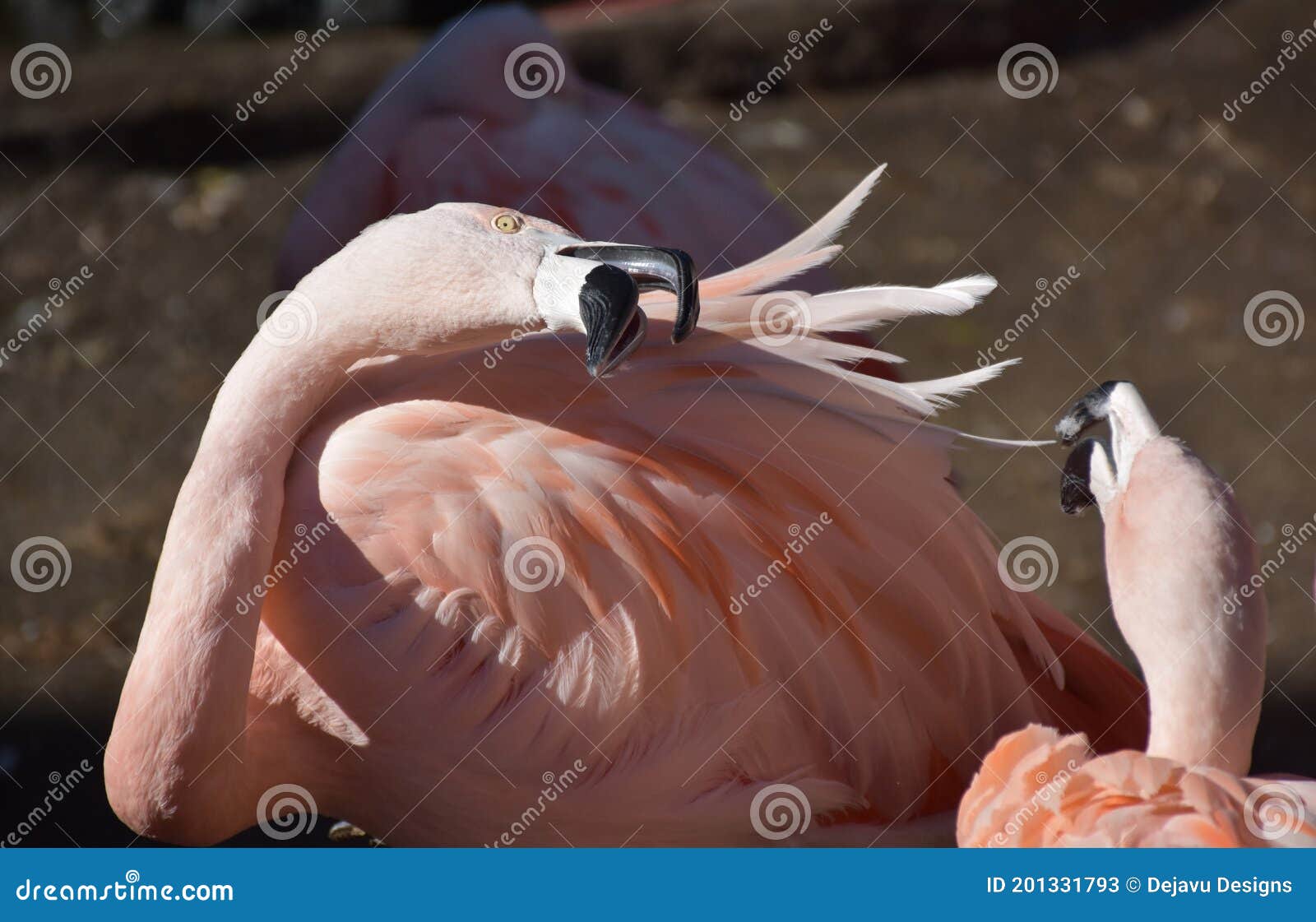 Fighting Pair of Pink Flamingos with Beaks Open Stock Image - Image of ...