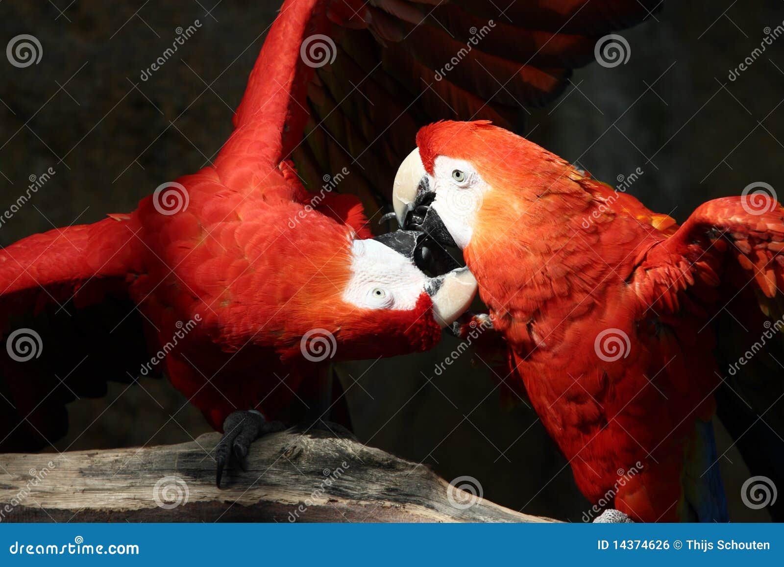 Fighting Parrots stock photo. Image of portrait, bird - 14374626