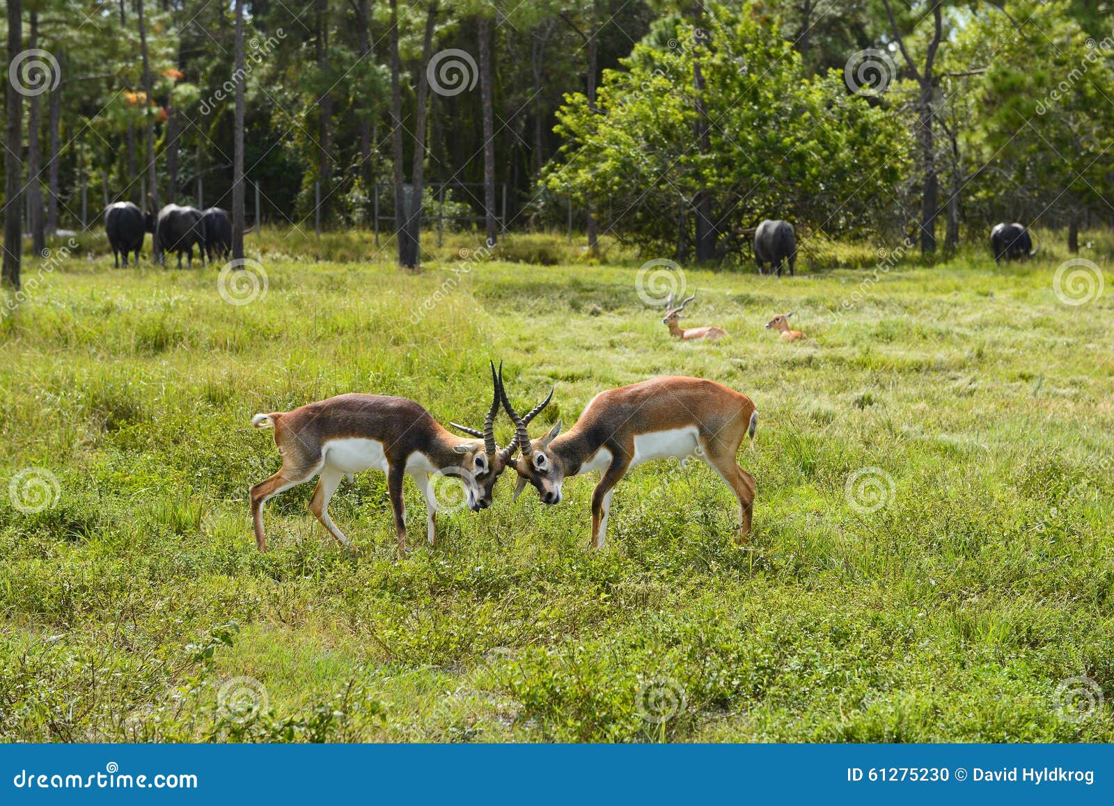 Fighting or posing Animals stock photo. Image of mammals - 61275230