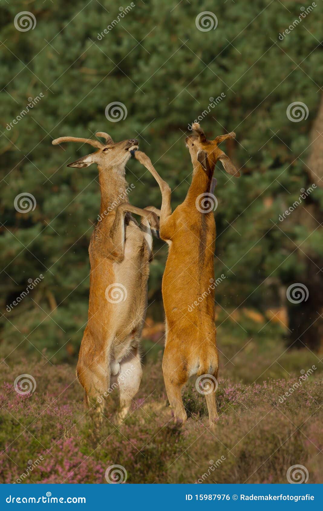 Fighting Red Deer stags stock photo. Image of rutting - 15987976