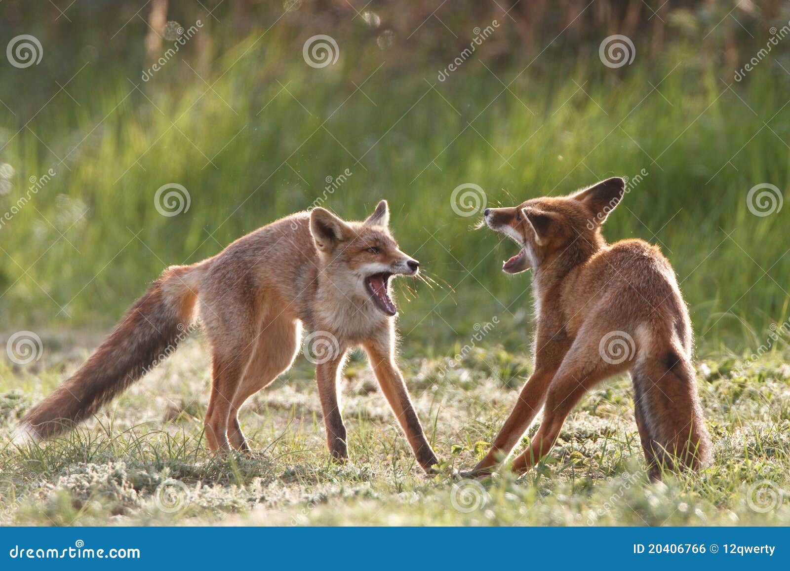Fighting red foxes stock photo. Image of spring, predator - 20406766