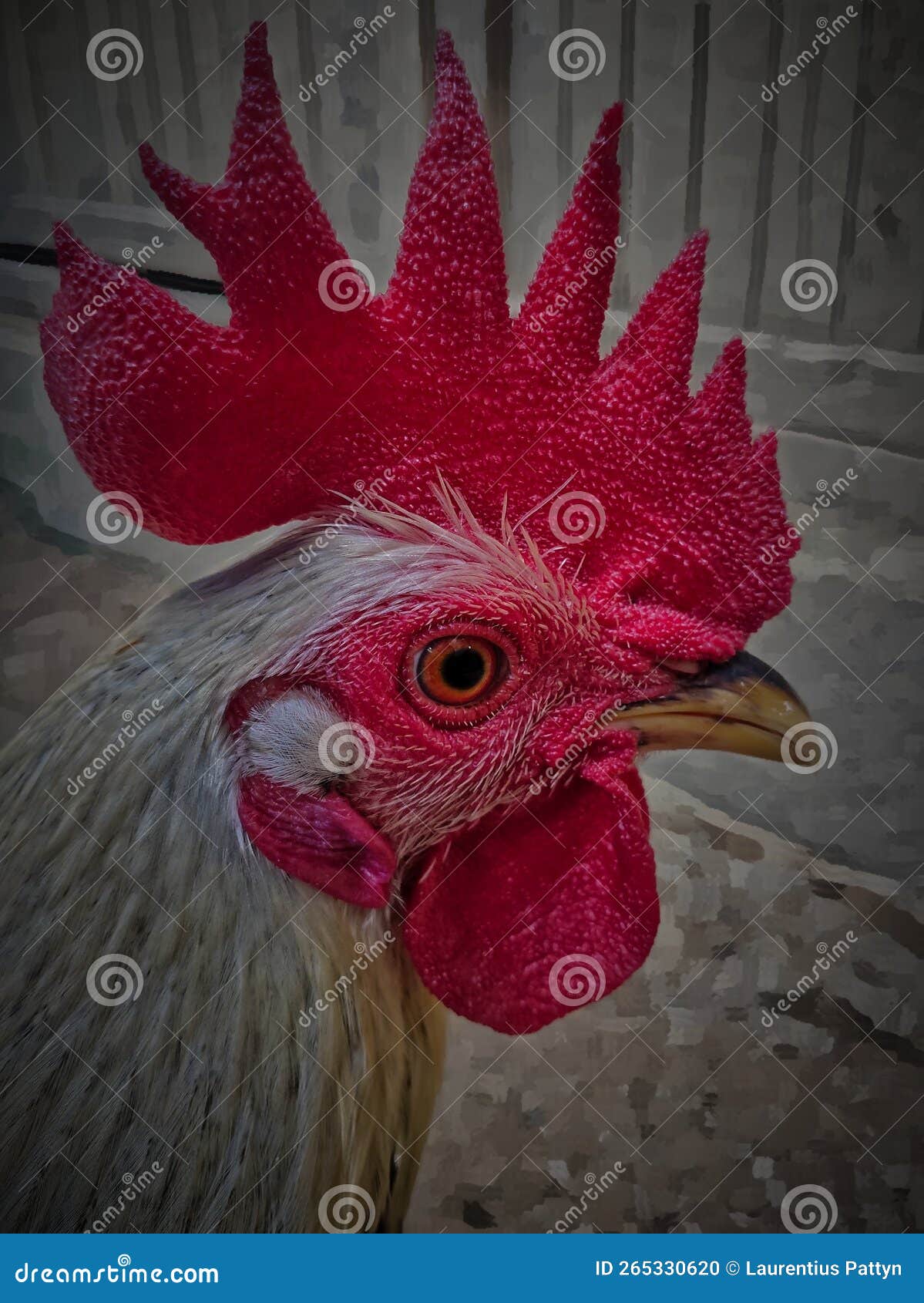 Fighting Rooster with a Beautiful Red Comb Stock Photo - Image of comb ...