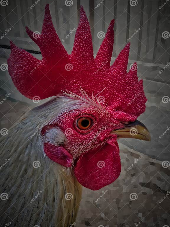 Fighting Rooster with a Beautiful Red Comb Stock Photo - Image of comb ...