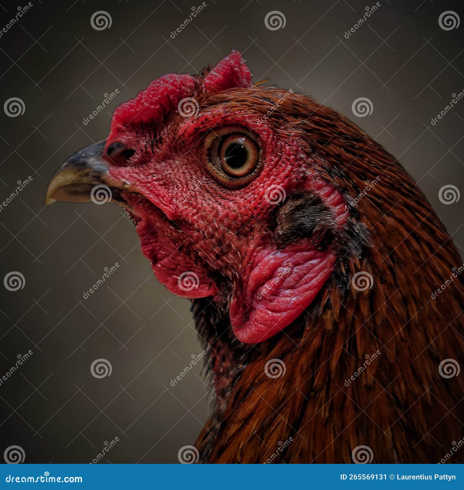 Fighting Rooster Stare on Vintage Background Stock Image - Image of ...