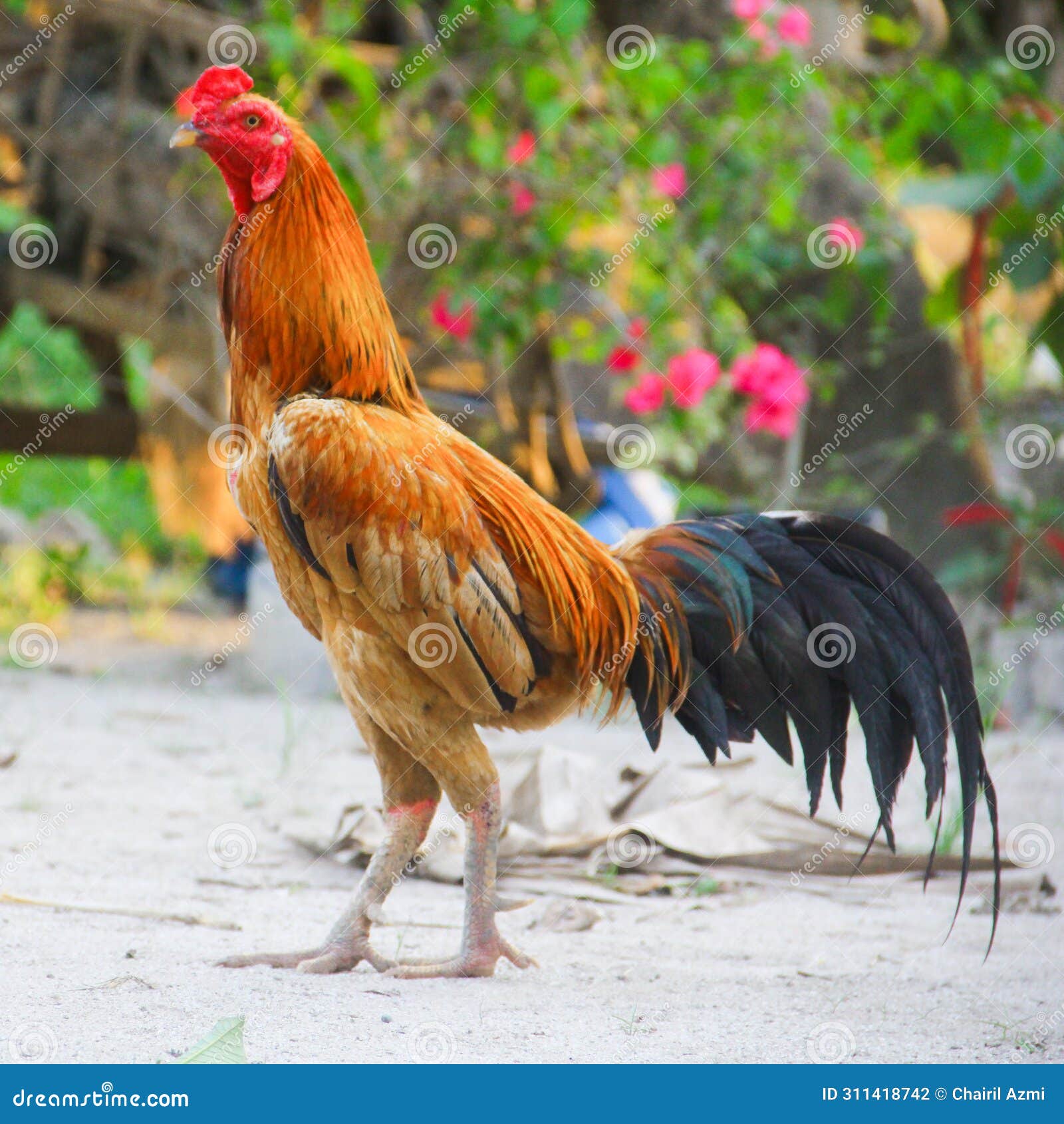 A Fighting Rooster Walking Side View Stock Photo - Image of grass ...