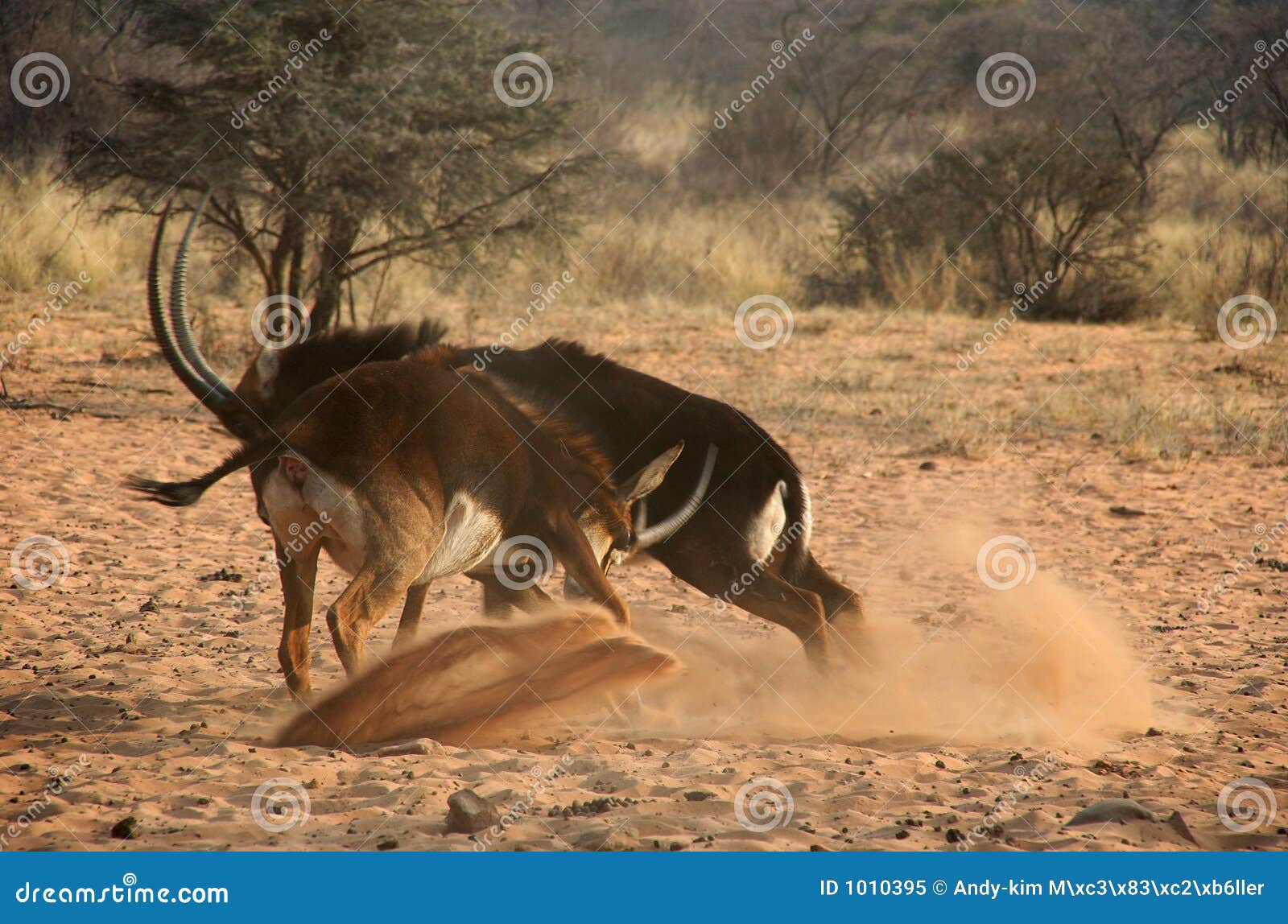 Fighting sable antelopes stock image. Image of battle - 1010395