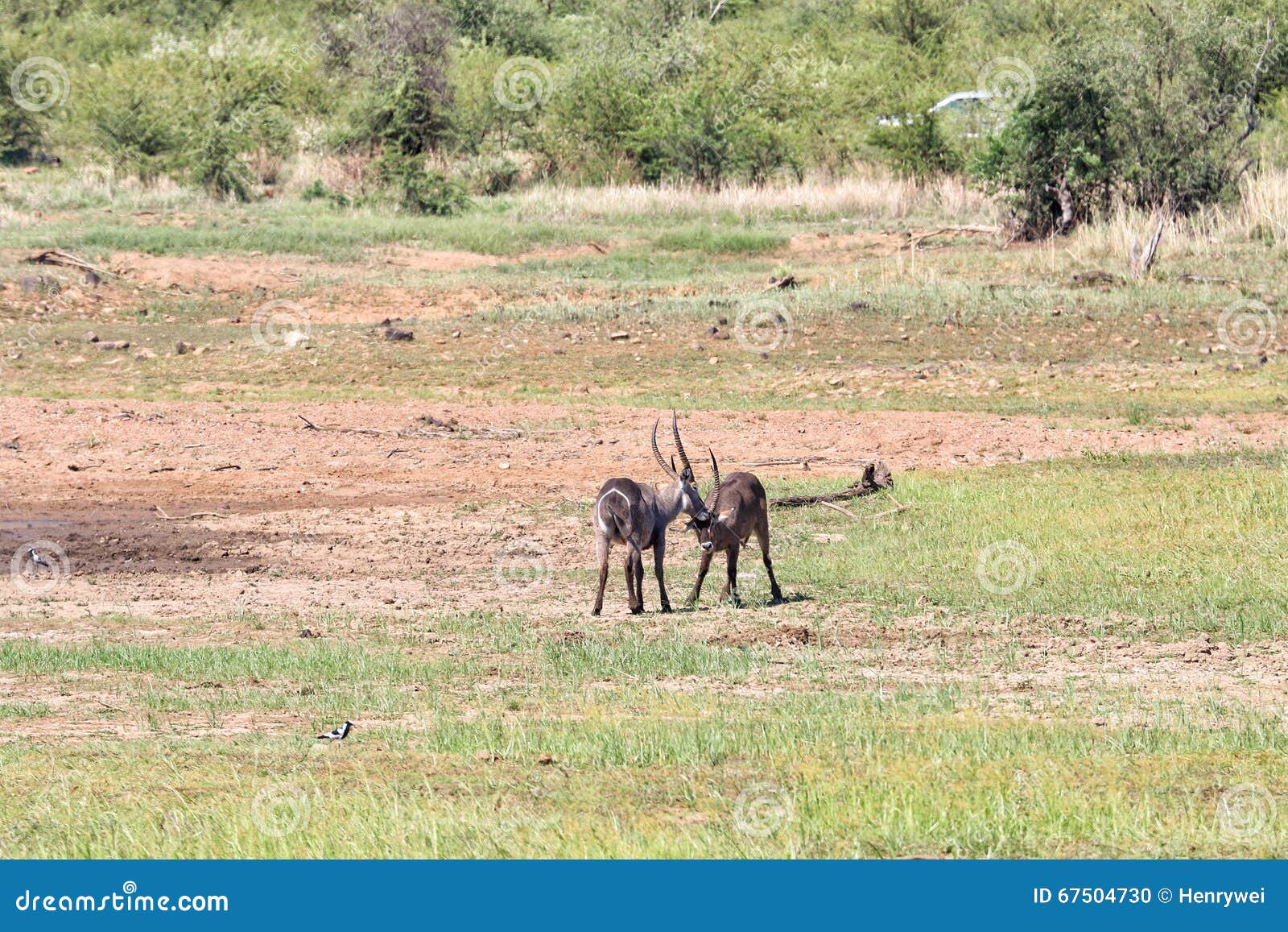 Fighting sable antelopes stock photo. Image of drives - 67504730