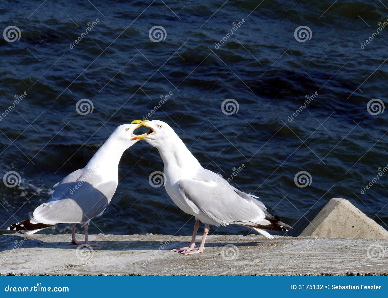 Fighting seagulls stock photo. Image of coast, rock, fighting - 3175132