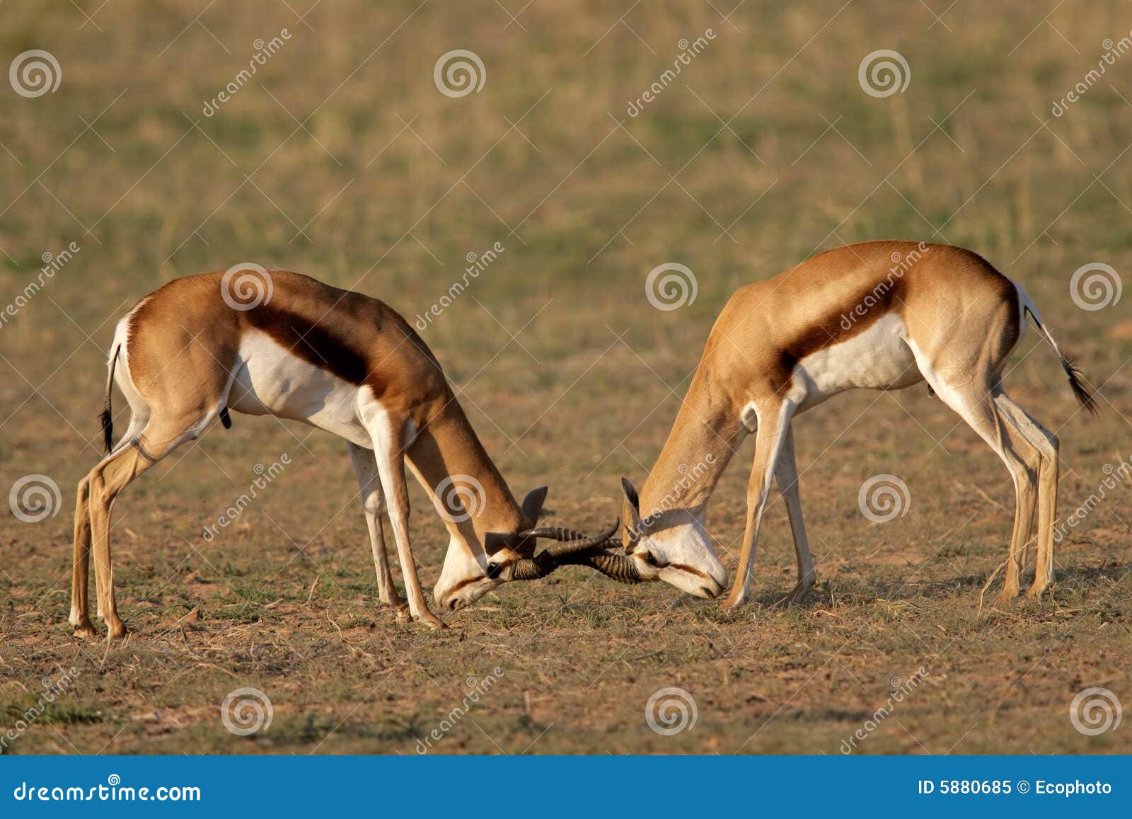Fighting Springbok stock image. Image of fight, kalahari - 5880685