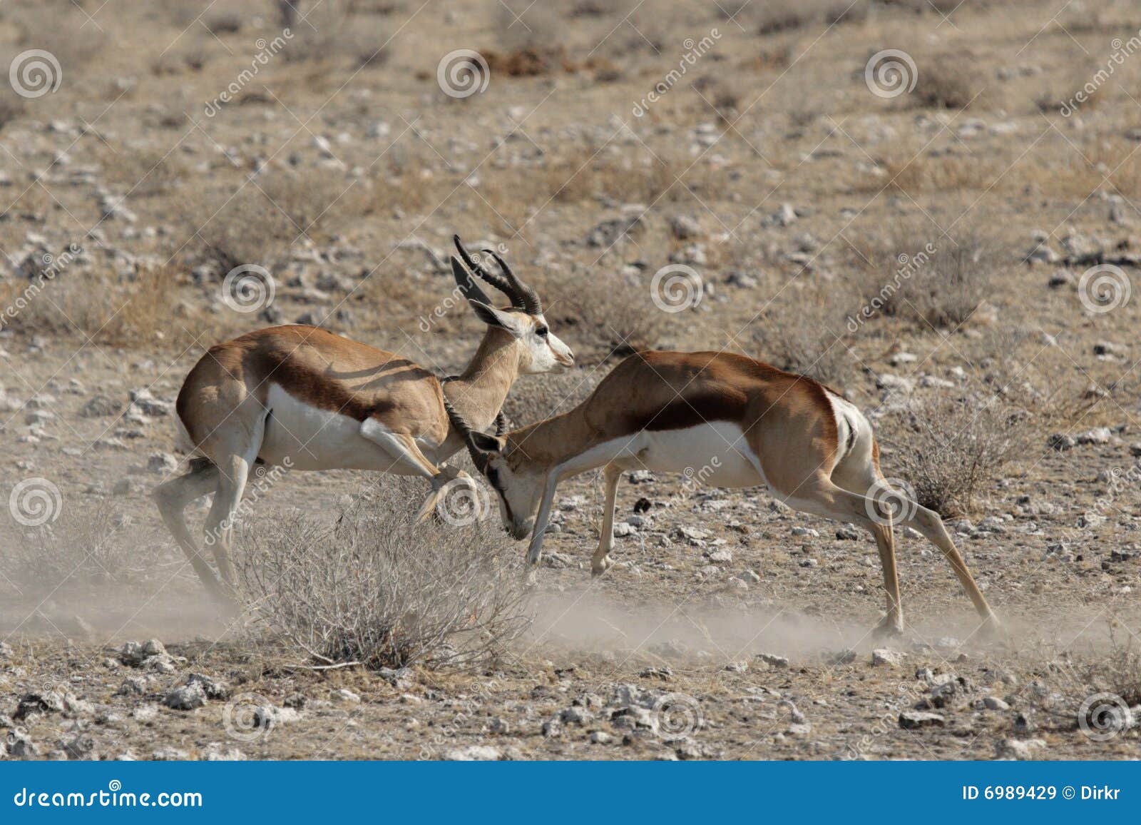 Fighting Springbok stock image. Image of antidorcas, marsupialis - 6989429