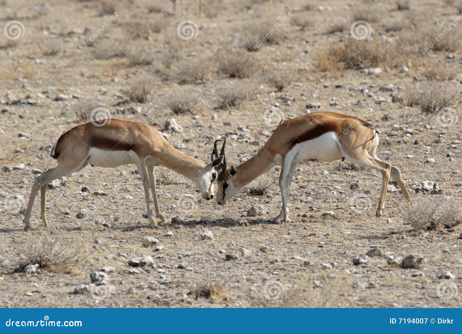 Fighting Springbok stock image. Image of antelope, steppe - 7194007