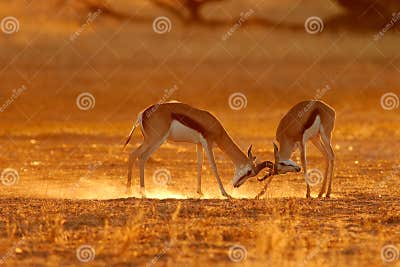 Fighting Springbok Antelopes Stock Image - Image of neck, african: 1023939