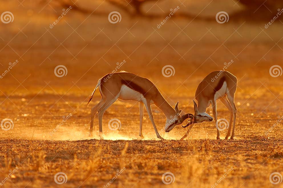 Fighting Springbok Antelopes Stock Image - Image of neck, african: 1023939