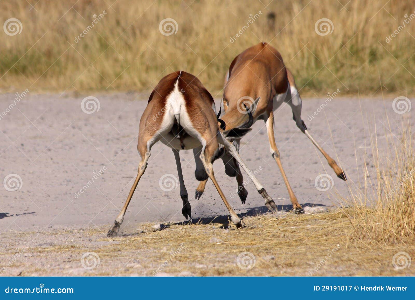 Fighting springboks stock image. Image of parc, etosha - 29191017