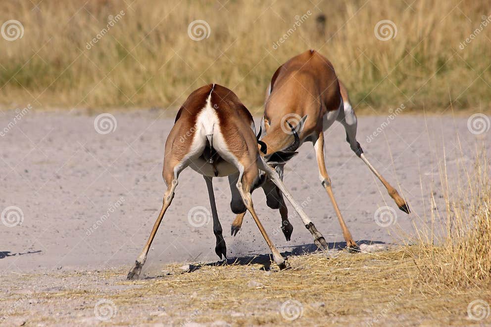 Fighting springboks stock image. Image of parc, etosha - 29191017